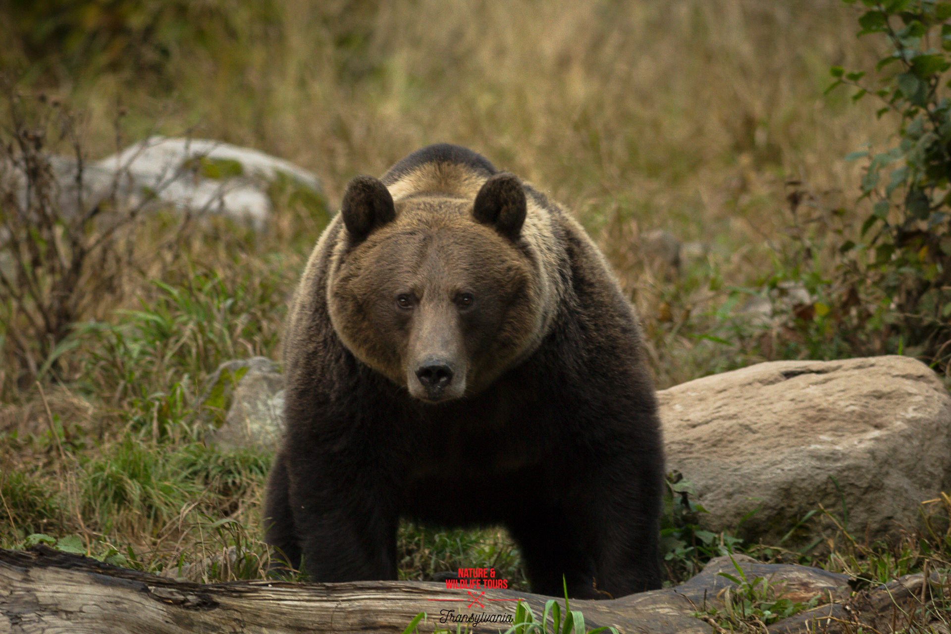 A barna medve 1-1.25 m marmagasság mellett 2-2.2 m testhosszúságot ...